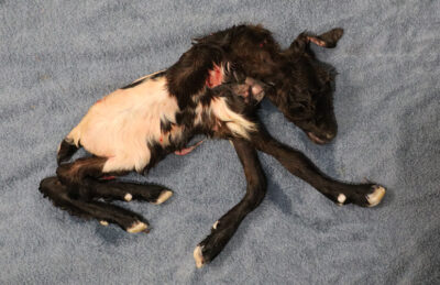 Cache Valley Virus - Goat Journal